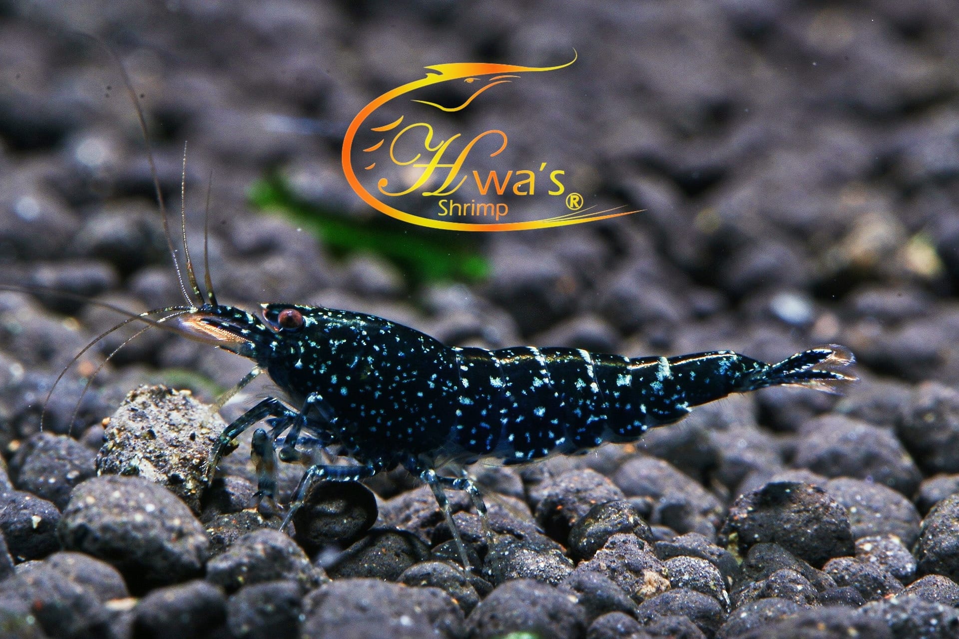 Caridina sp. Snowfall Shrimp - Rare Shrimp