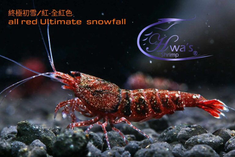 Most Rare Caridina Shrimp (Freshwater) 2024 - Rare Shrimp