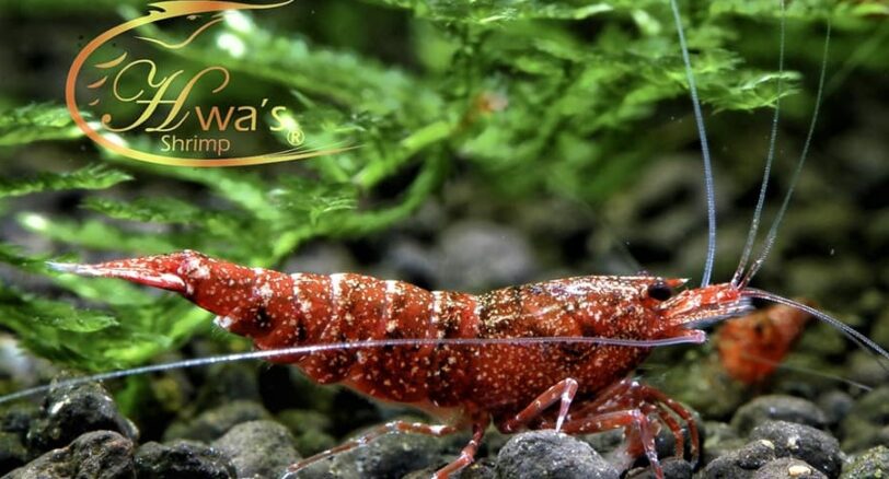 Rare Shrimp - Rare Shrimp