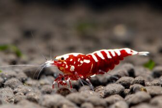 Caridina Galaxy Fishbone Shrimp - Rare Shrimp