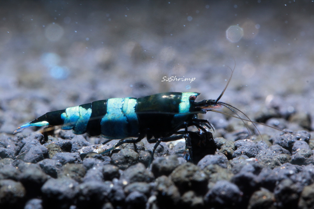 Caridina Black Shadow Bee Shrimp - Rare Shrimp