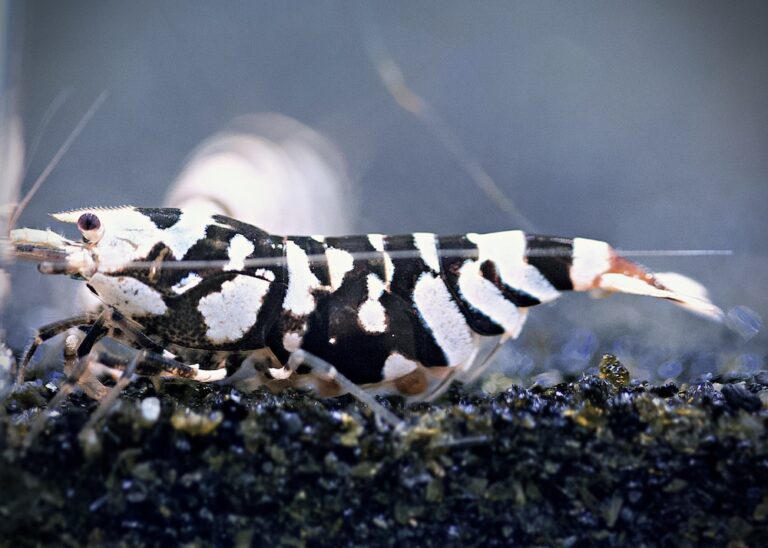 Caridina Black Fancy Tiger Shrimp Ideal Temperature Requirements ...