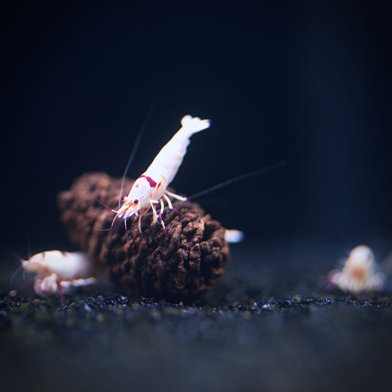 Crystal Red Shrimp (CRS) and Crystal Black Shrimp (CBS) Grading Guide ...