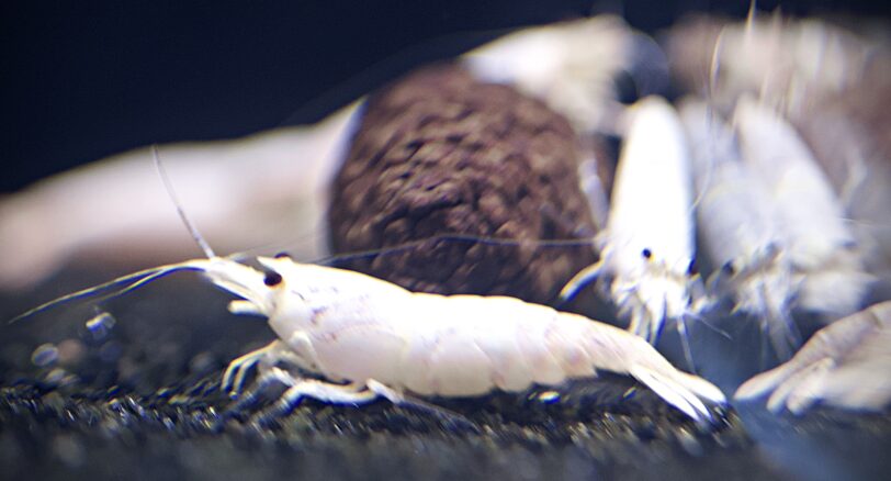 The Anatomy of Caridina Dwarf Shrimp - Rare Shrimp