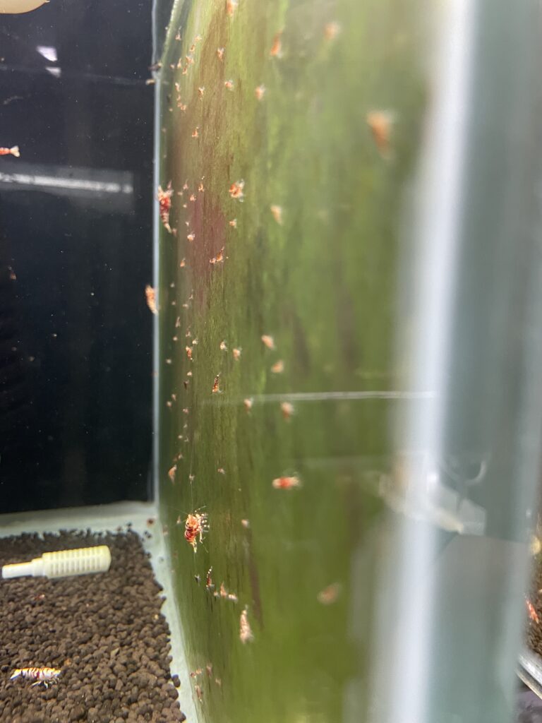 Caridina Taiwan Bee Shrimp - Rare Shrimp