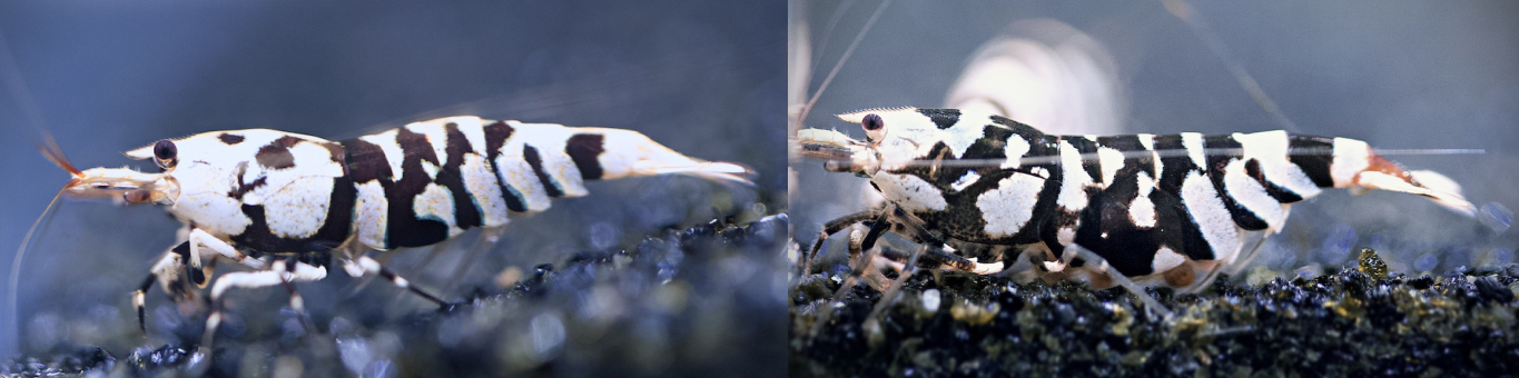 The Definitive Guide to Sexing Caridina Dwarf Shrimp - Rare Shrimp