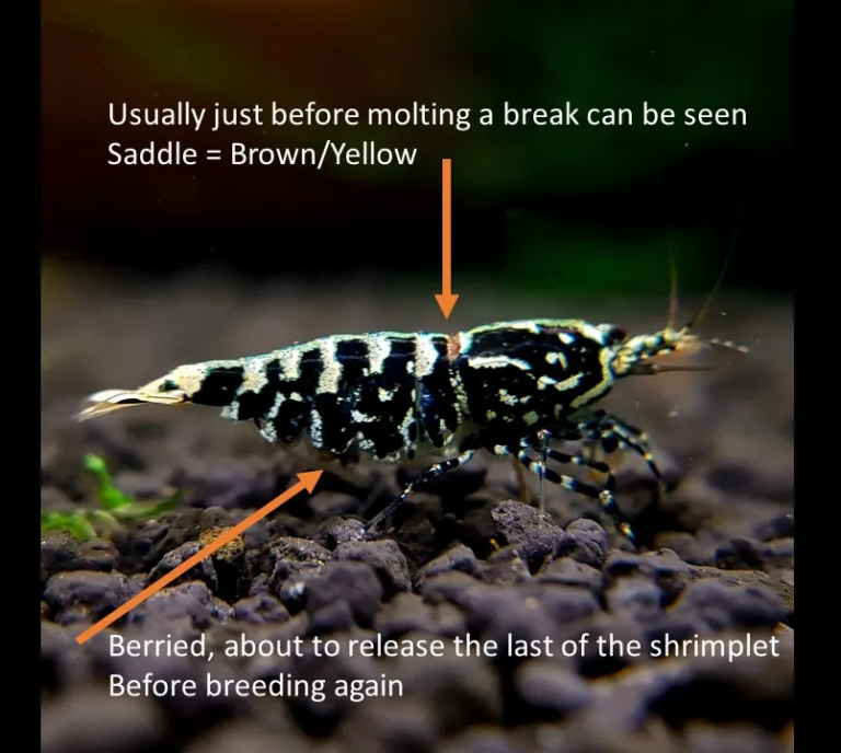 The Definitive Guide to Sexing Caridina Dwarf Shrimp - Rare Shrimp