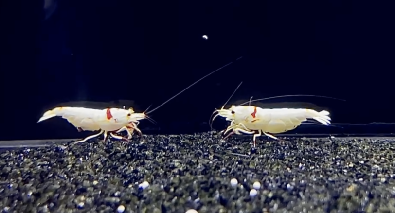 Caridina - Rare Shrimp
