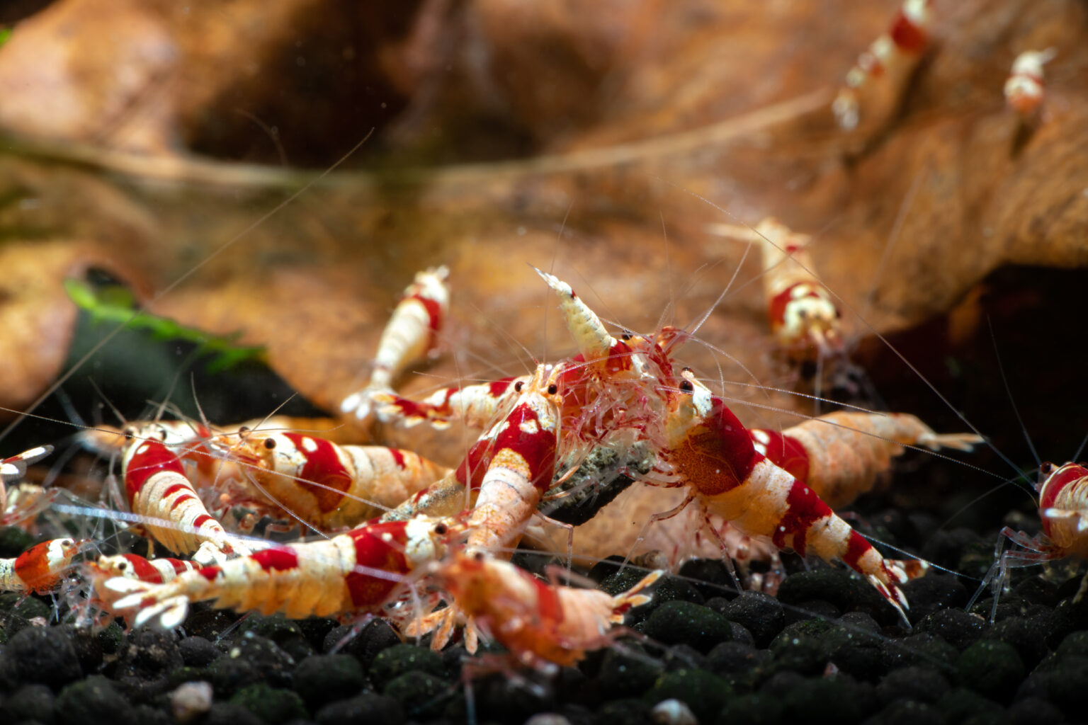 The Definitive Guide to Sexing Caridina Dwarf Shrimp - Rare Shrimp