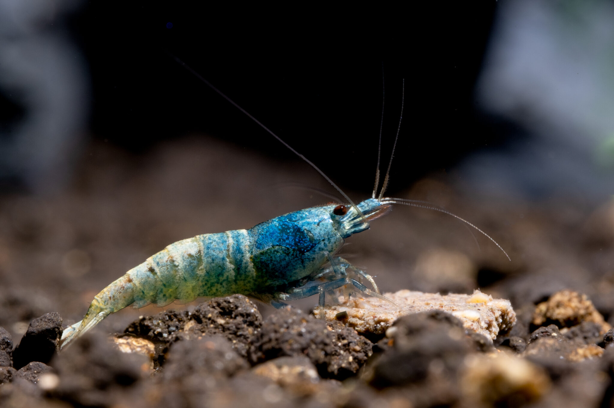 Caridina Taiwan Bee Shrimp - Rare Shrimp