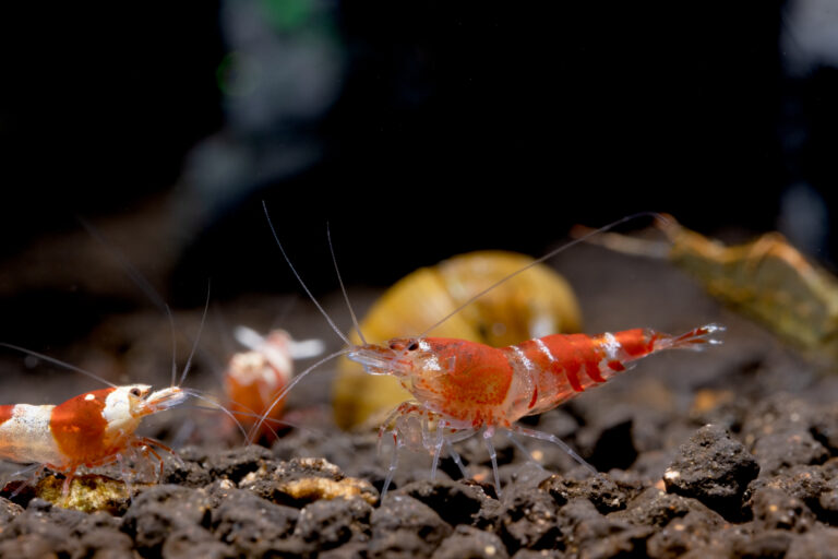 The History of The Fancy Tiger Shrimp Lineage - Rare Shrimp