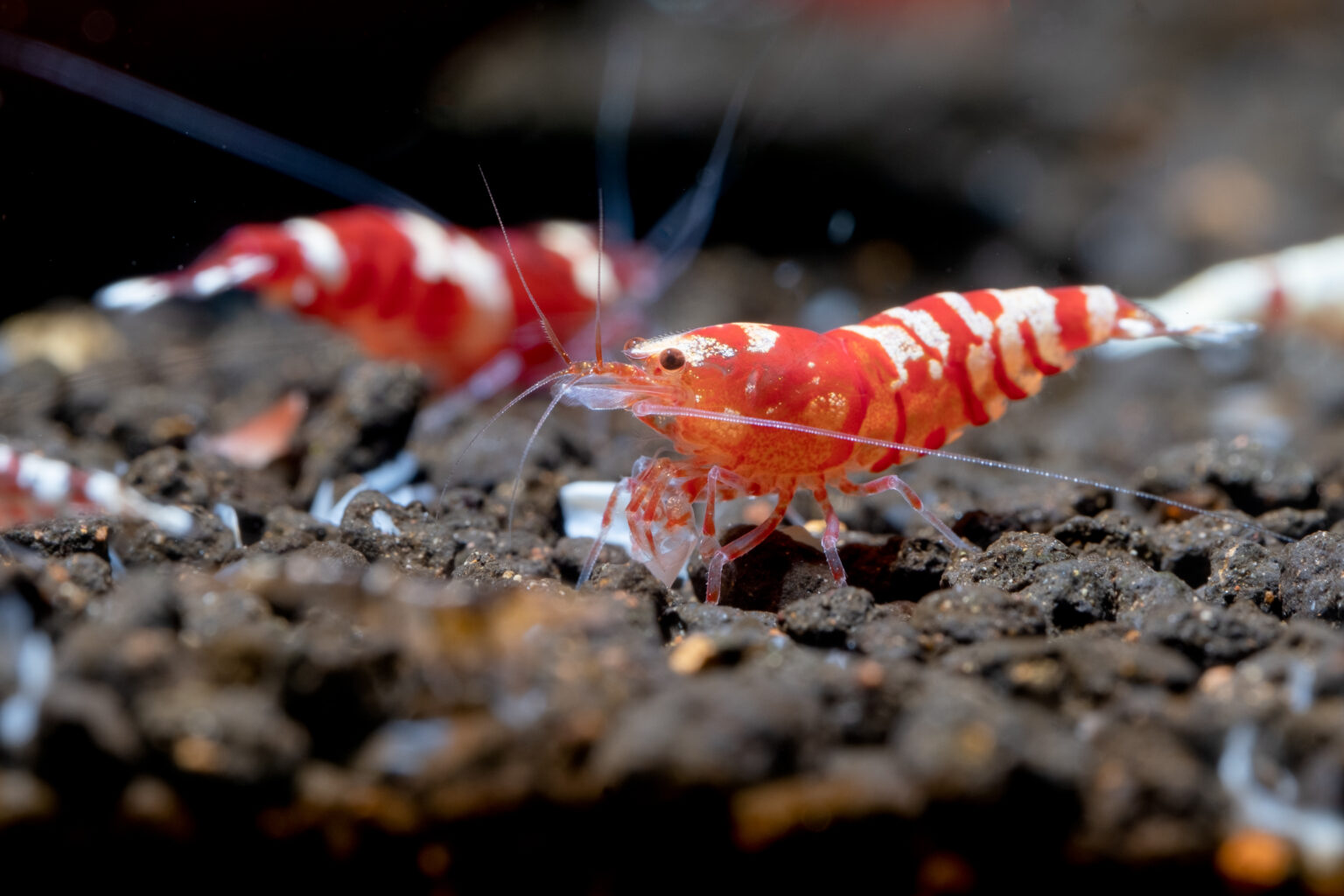 Fancy Tiger Shrimp - Rare Shrimp
