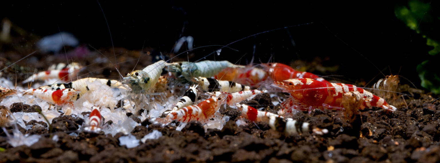 Crystal Red Shrimp - Rare Shrimp