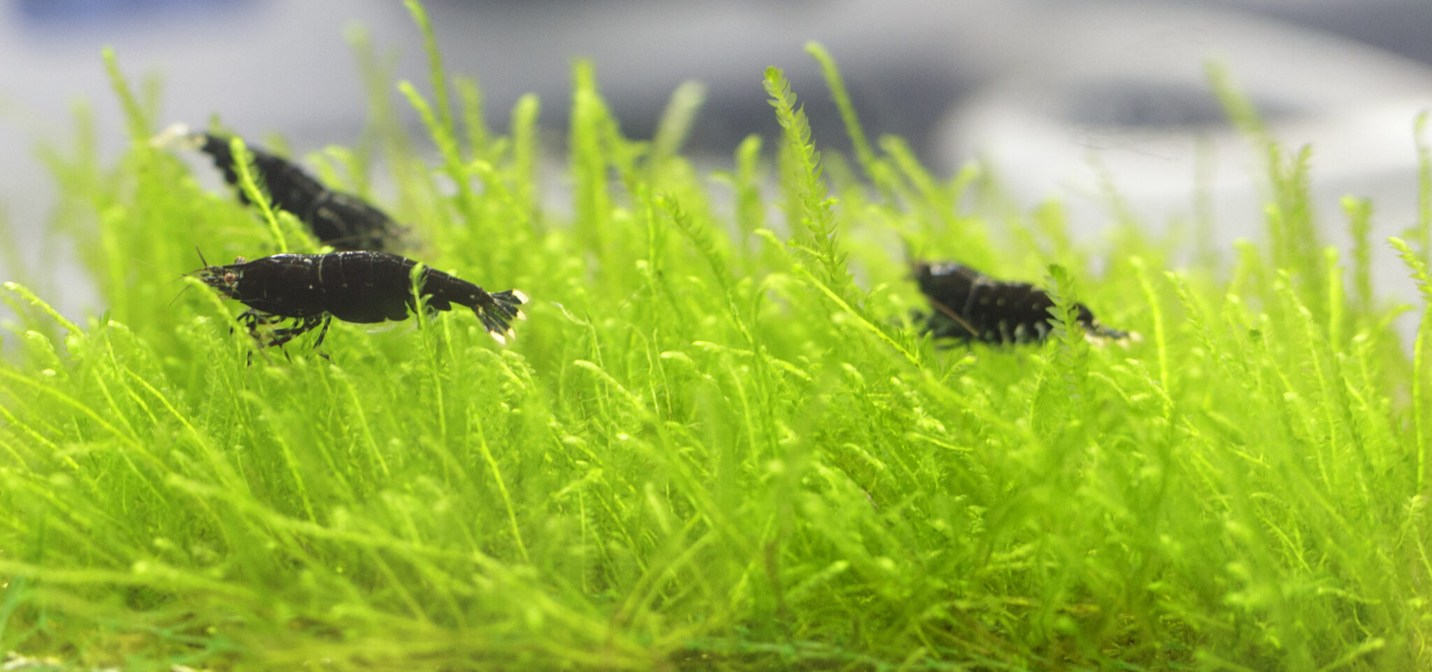 Caridina Taiwan Bee Shrimp - Rare Shrimp