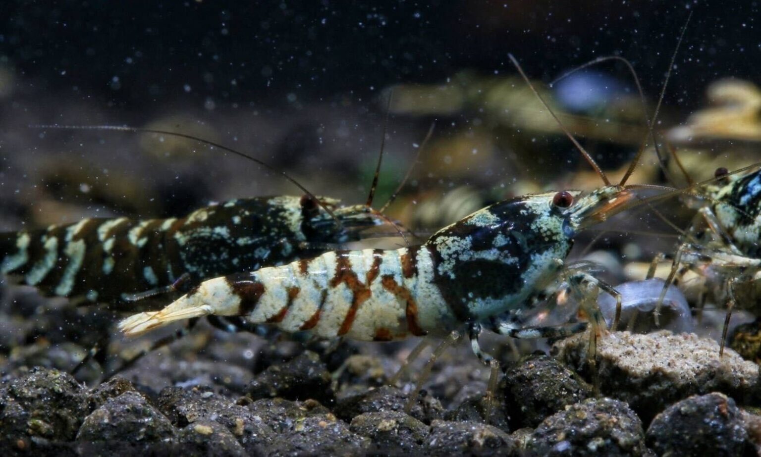 Understanding the PH-Ammonia Relationship in Caridina Shrimp Tanks ...