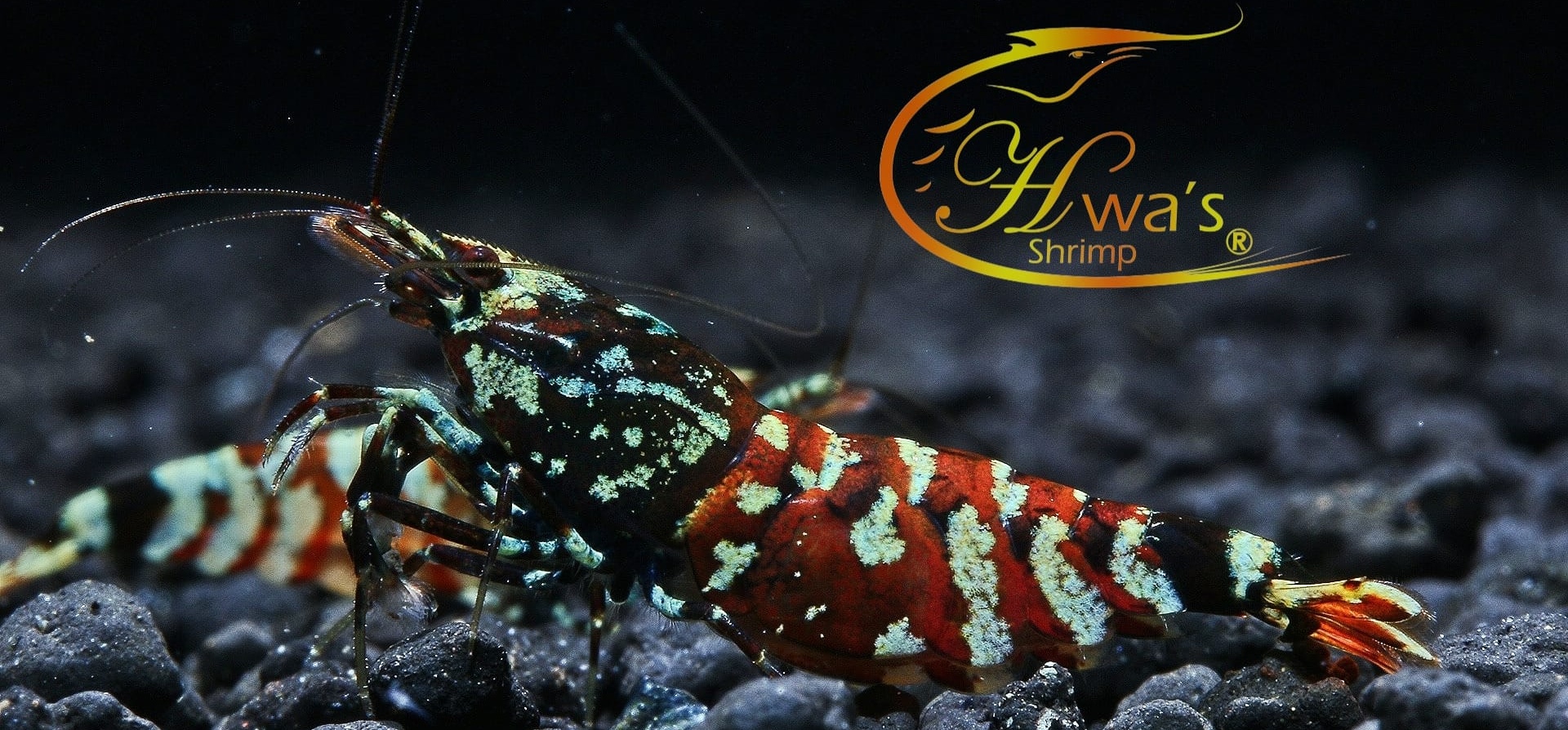 HWA Shrimp - Rare Shrimp