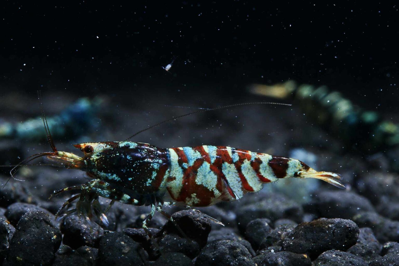 Most Rare Caridina Shrimp (Freshwater) 2024 - Rare Shrimp