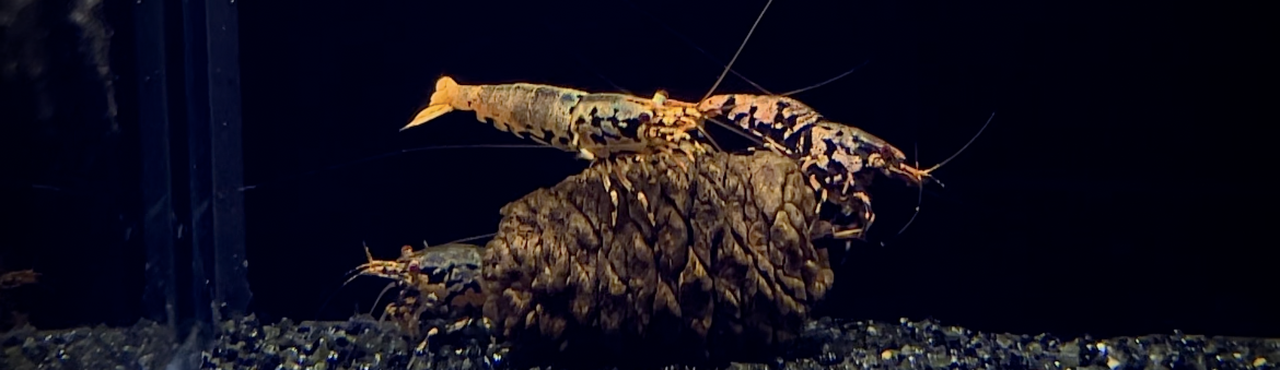 Caridina Boa Shrimp - Rare Shrimp