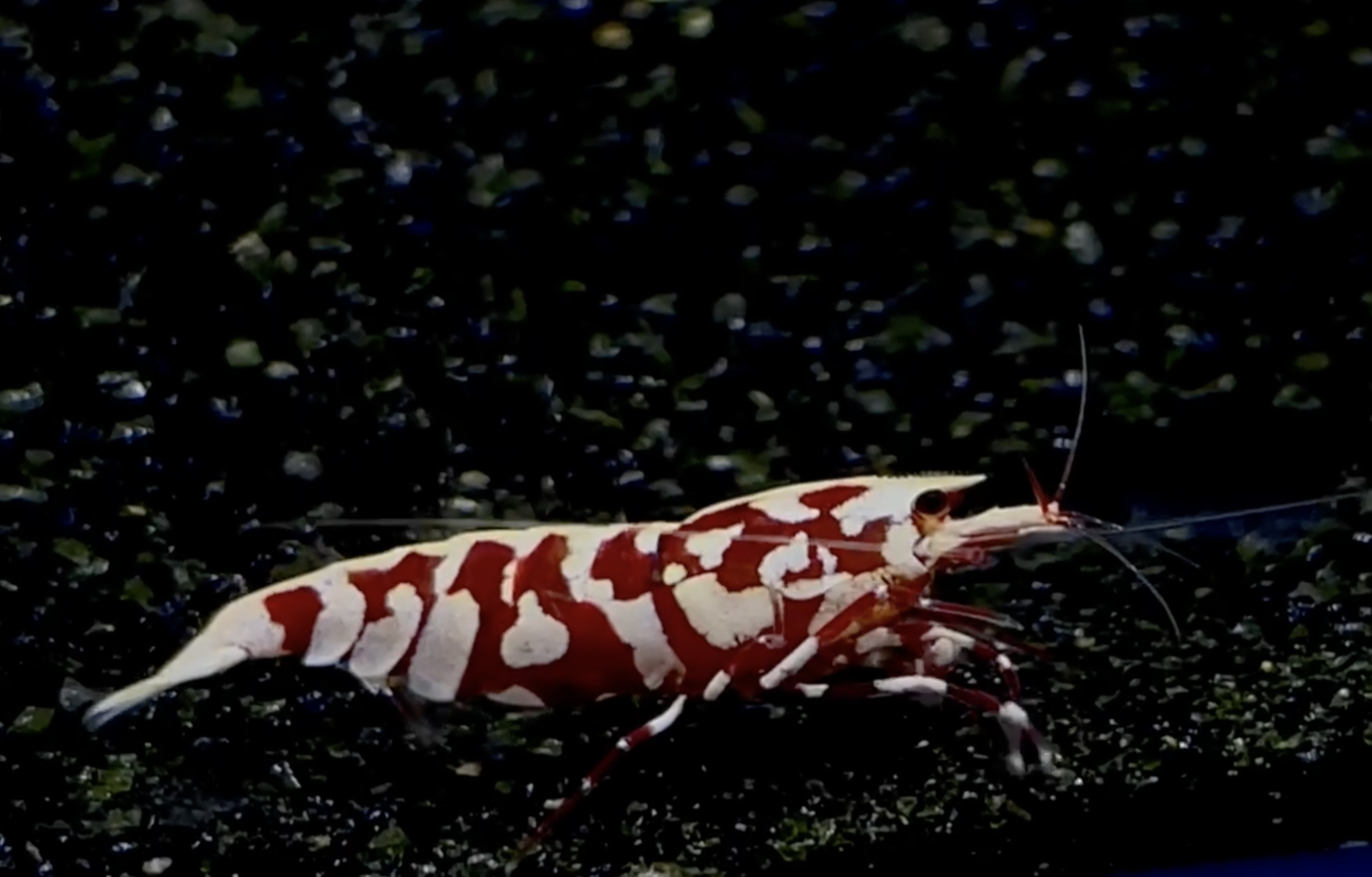 Most Rare Caridina Shrimp (Freshwater) 2024 - Rare Shrimp