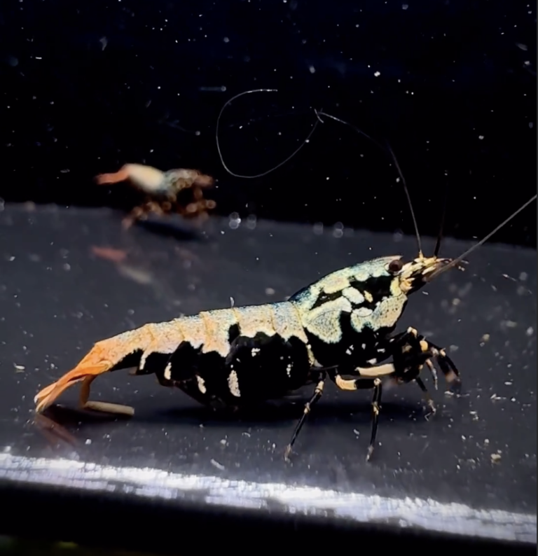 Caridina Shrimp Temperature Guide: Mastering the Perfect Environment ...