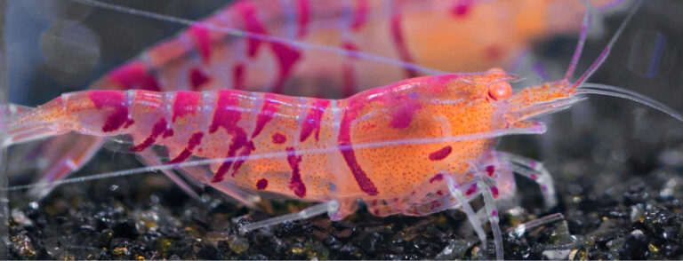 Caridina Mariae tiger shrimp - Rare Shrimp