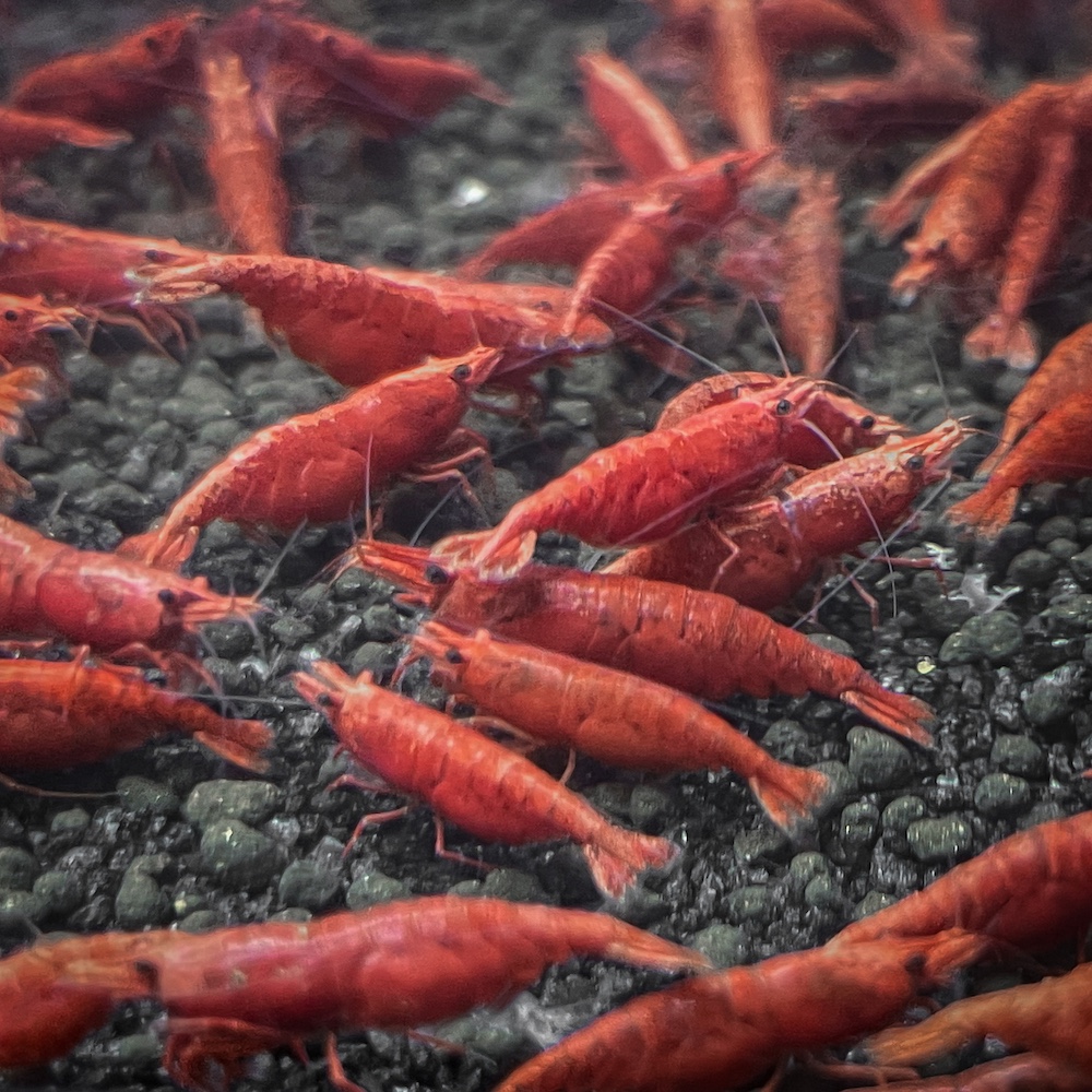 102 – Caridina University: Beginner-Friendly Freshwater Shrimp Species ...