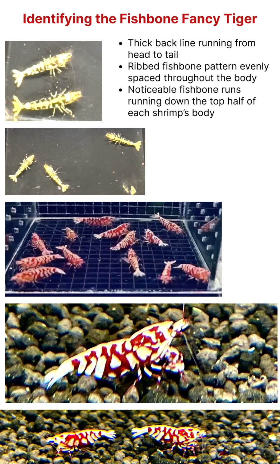 What is a Fishbone Fancy Tiger Shrimp? - Rare Shrimp