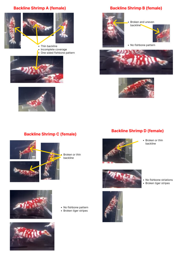 What is a Fishbone Fancy Tiger Shrimp? - Rare Shrimp