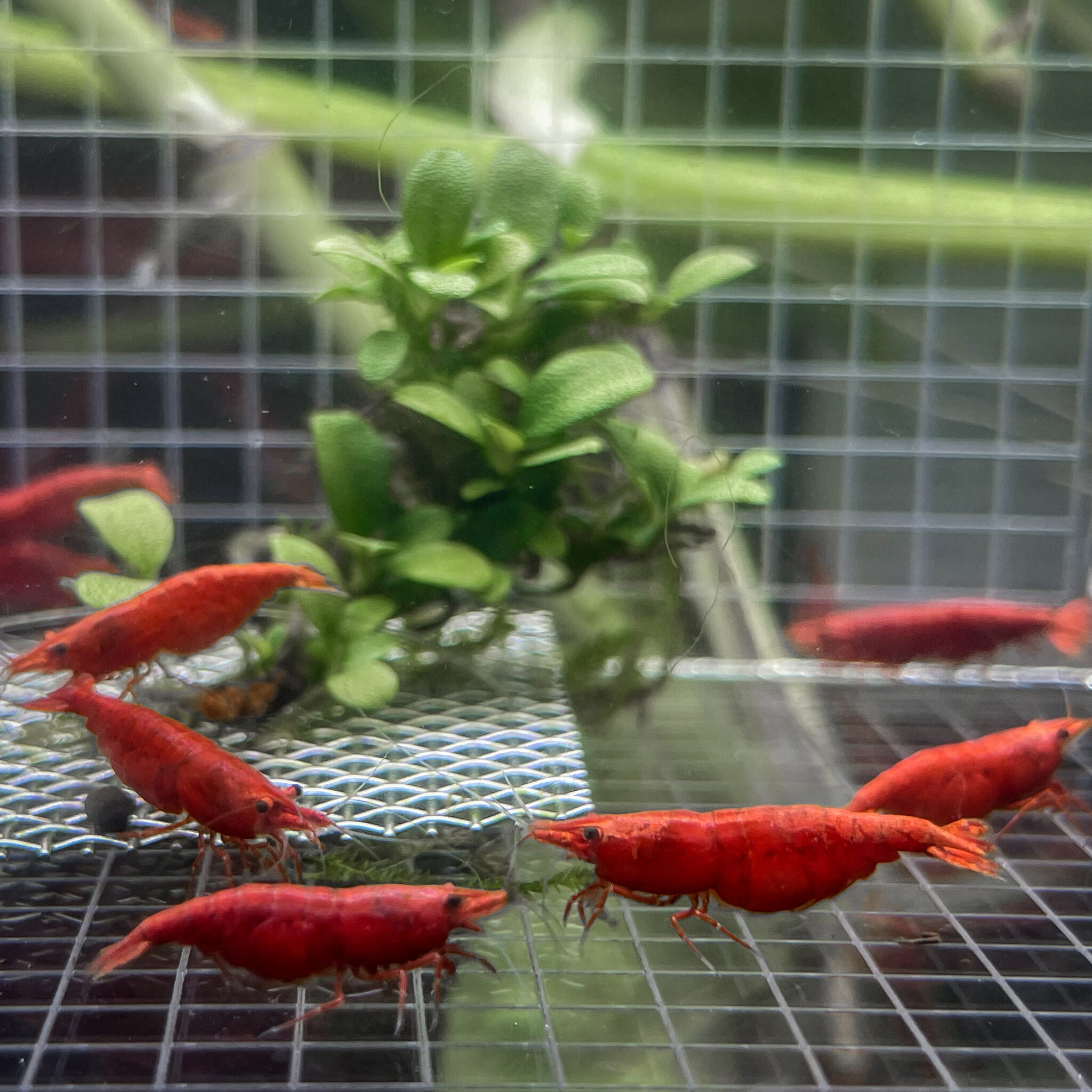 Neocaridina Shrimp Temperature Guide: Optimizing Your Tank for Happy ...