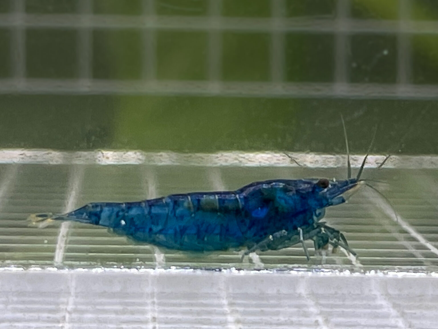 The Ultimate Guide to Neocaridina Shrimp Water Parameters: Ensuring a ...
