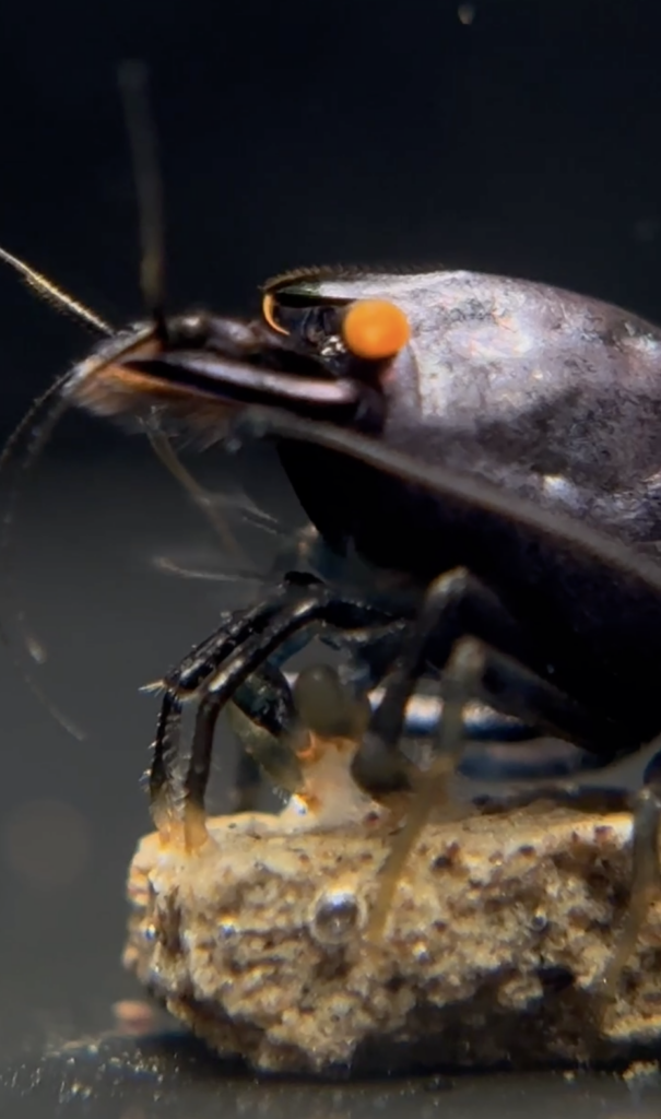 Caridina Orange Eye Purple Metallic Shrimp (Purple King Kong) - Rare Shrimp
