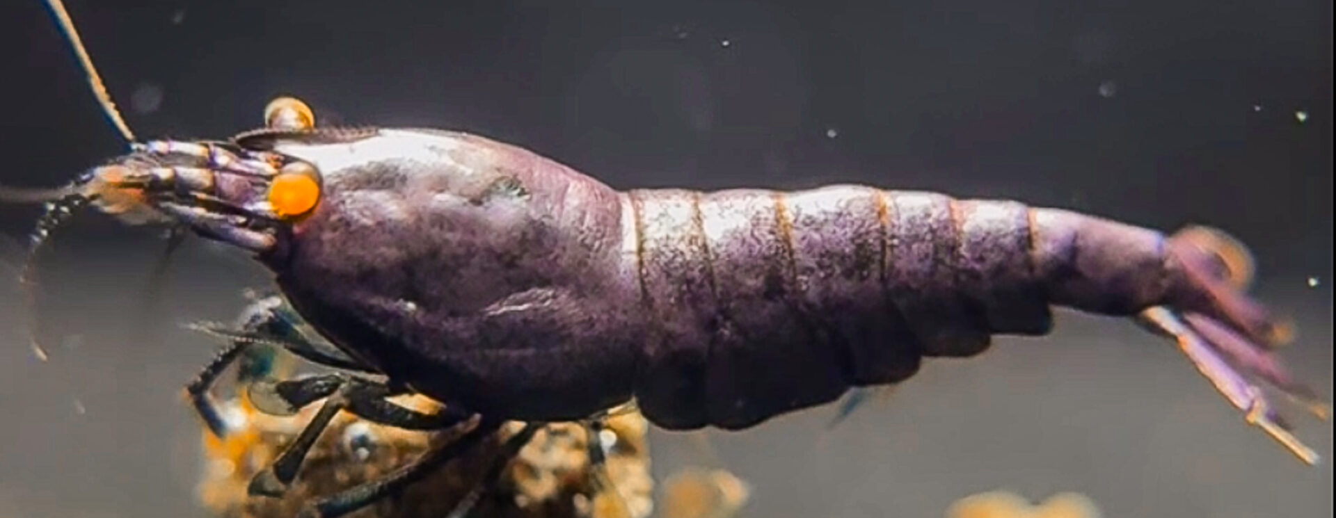 Caridina Orange Eye Purple Metallic Shrimp (Purple King Kong) - Rare Shrimp