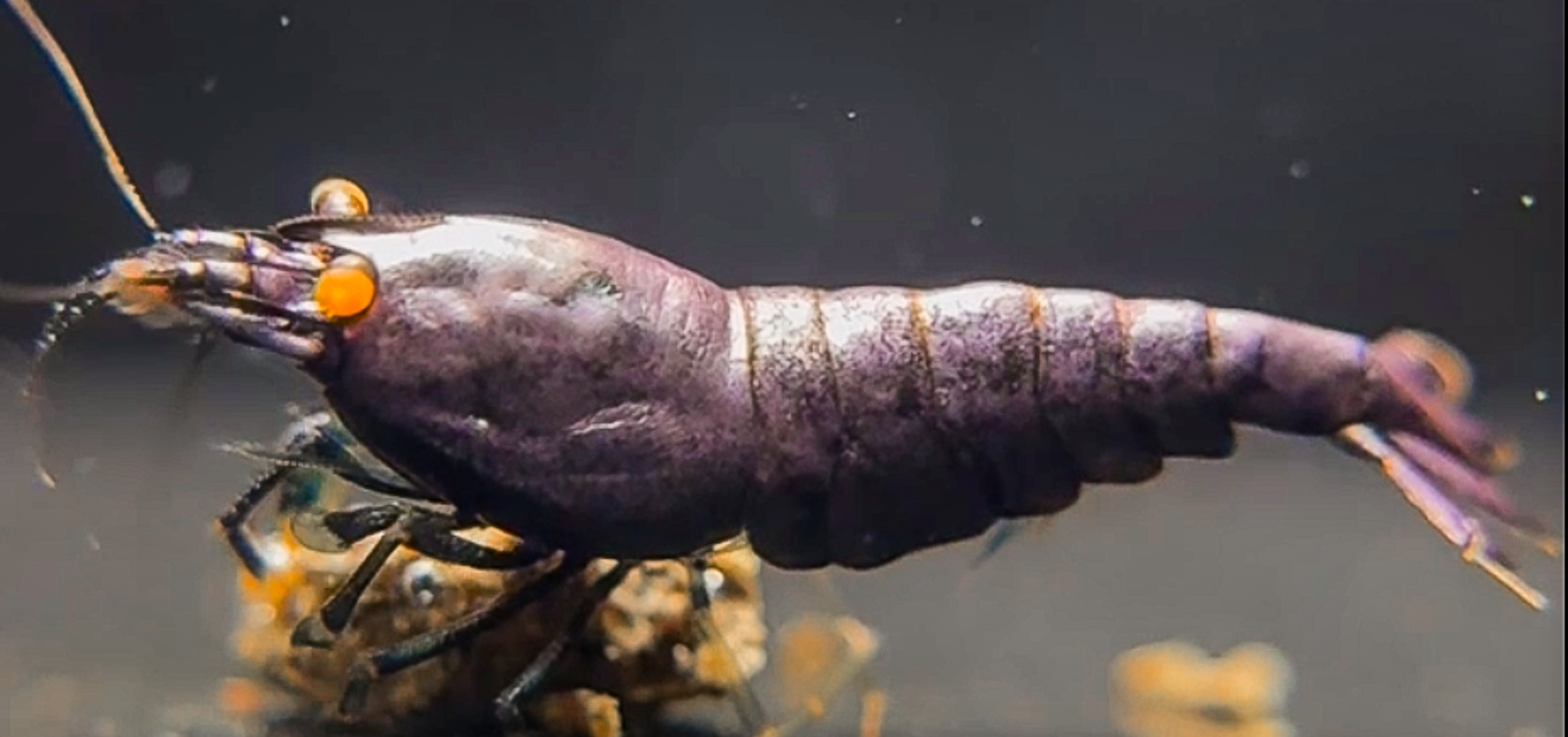 Caridina Orange Eye Purple Metallic Shrimp (Purple King Kong) - Rare Shrimp