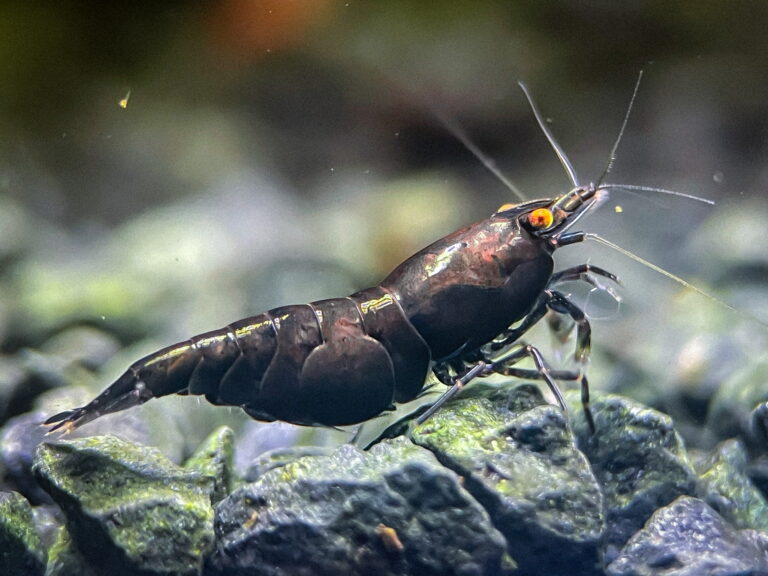 Neocaridina Black Rose Shrimp Water Parameters - Rare Shrimp