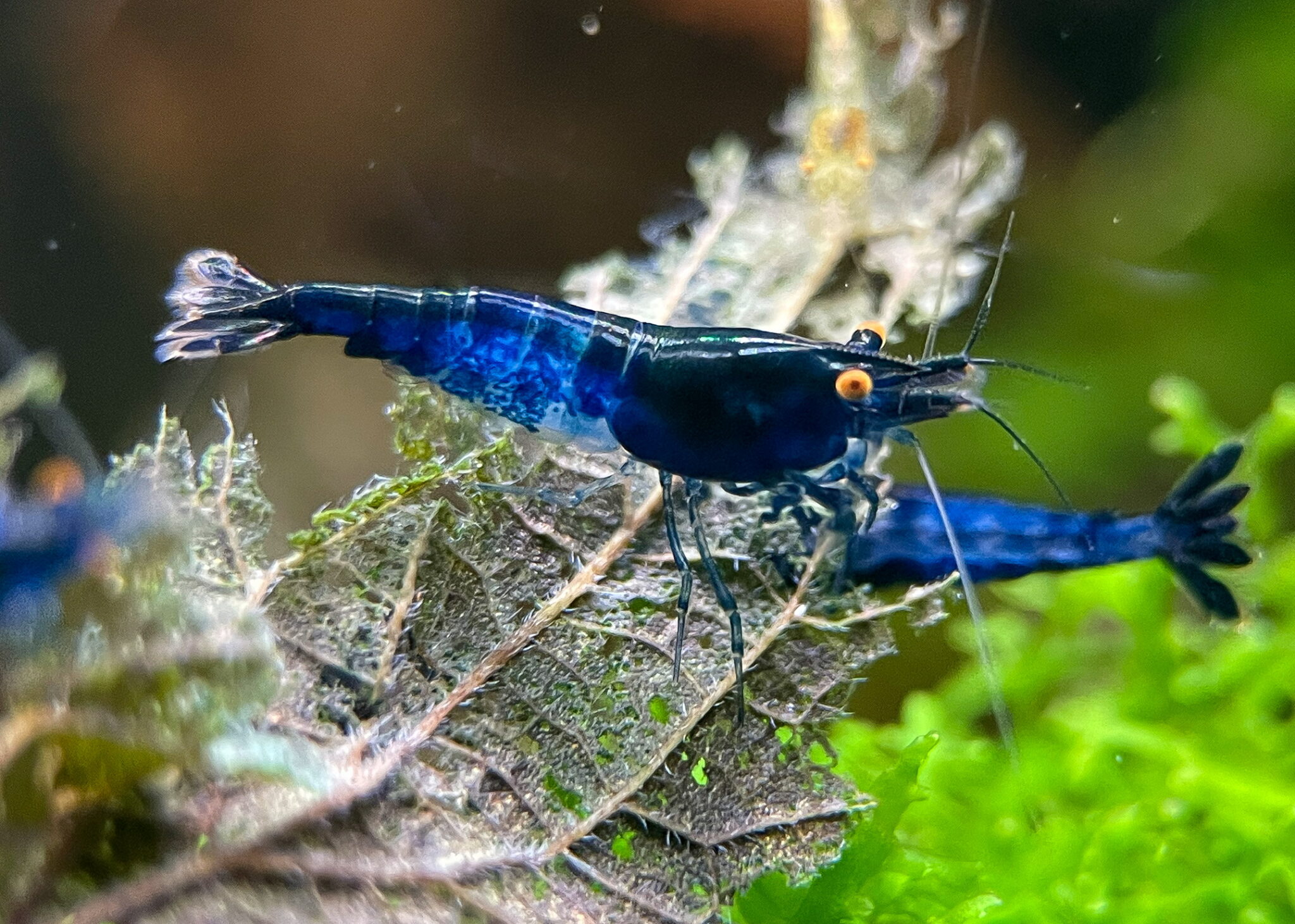 Orange Eye (OE) Blue Dream Neocaridina Shrimp pH Requirements - Rare Shrimp
