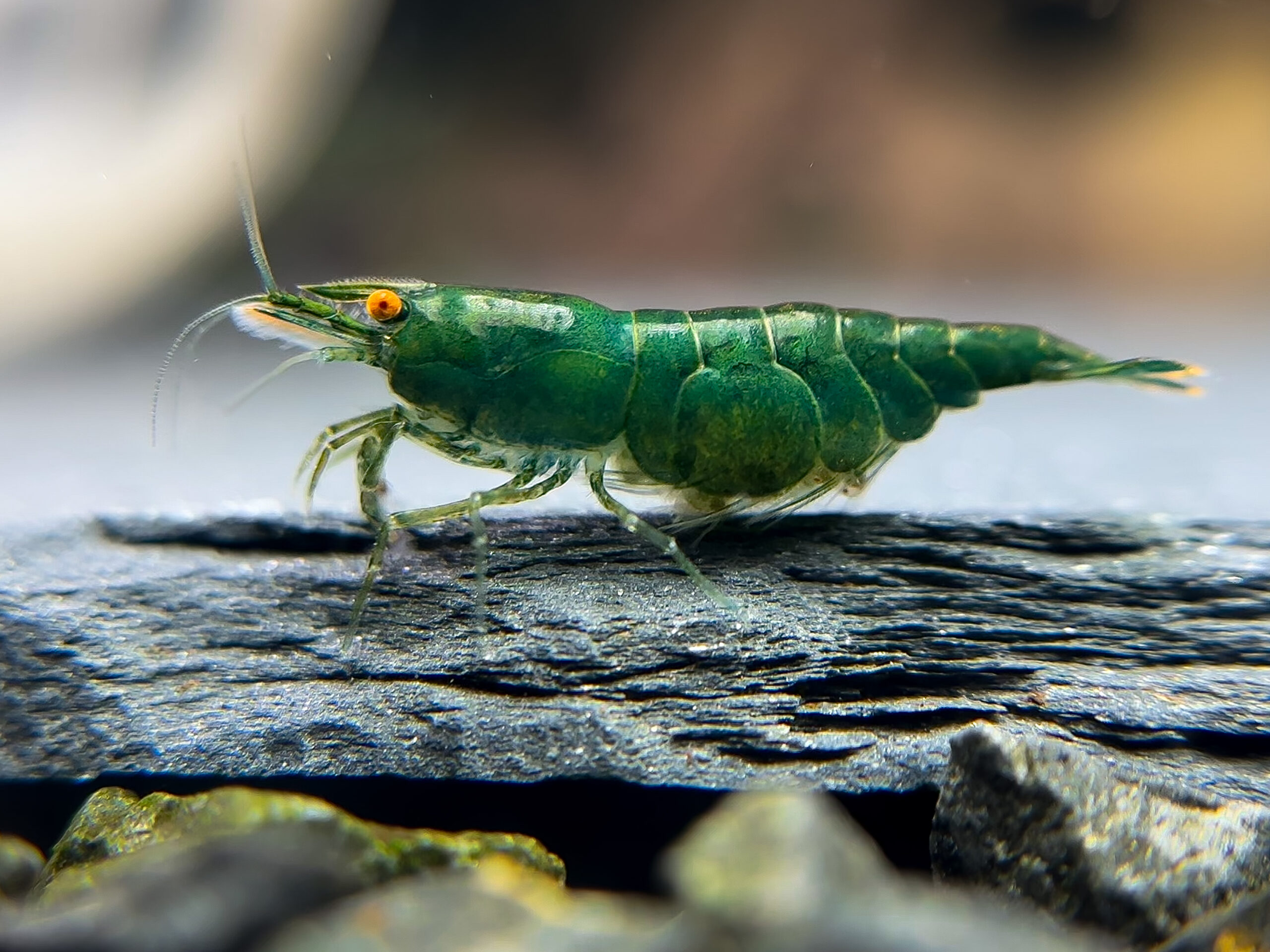 Orange Eye (OE) Green Jade Neocaridina - Rare Shrimp