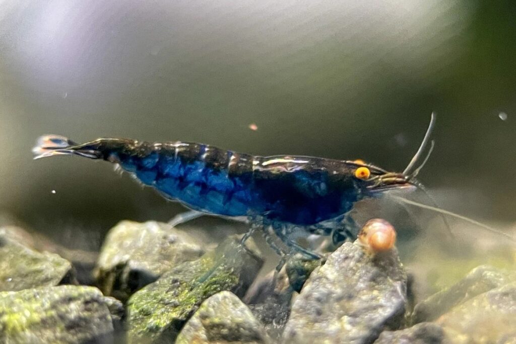 Orange Eye (OE) Blue Dream Neocaridina Food, Diet, and Feeding Requirements - Rare Shrimp