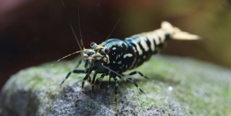 Updated 2025: Boa Caridina Shrimp Grading Guide - Rare Shrimp