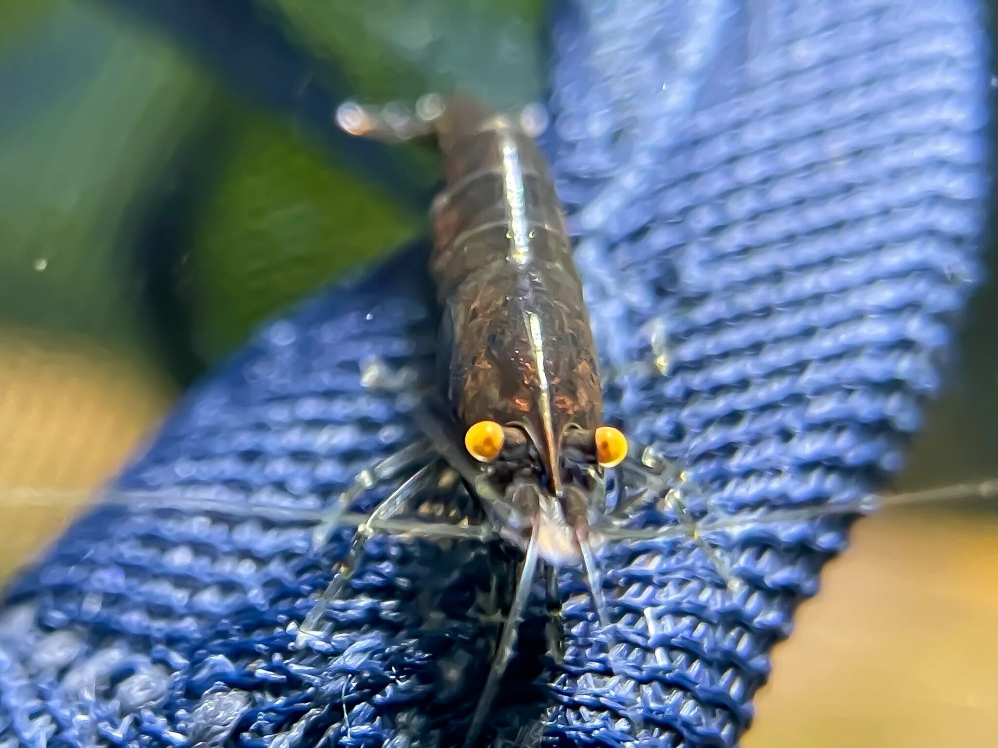 Beware of Fake Orange Eye Neocaridina: How to Identify Authentic OE ...