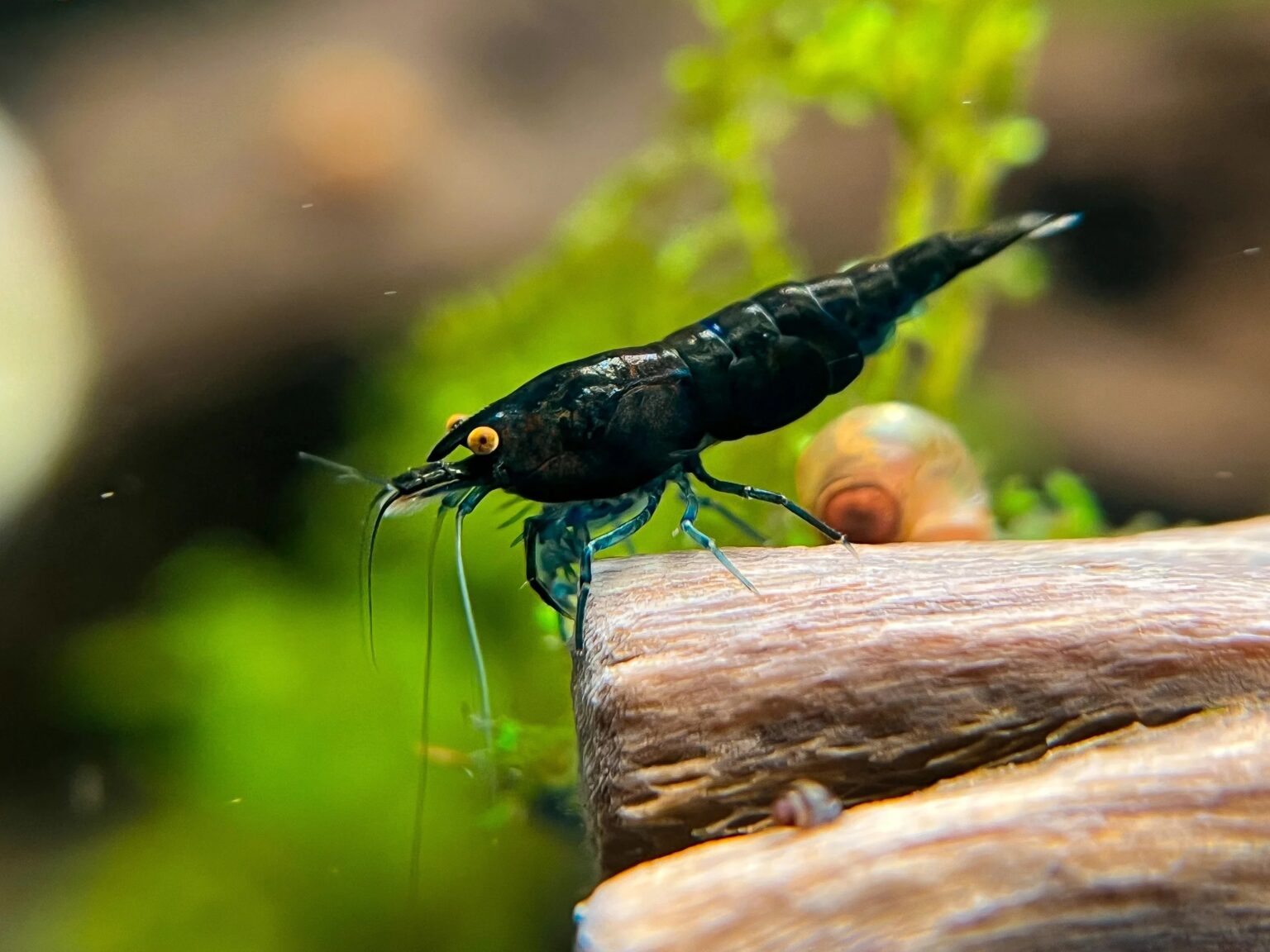 Orange Eye (OE) Black Sapphire Neocaridina - Rare Shrimp