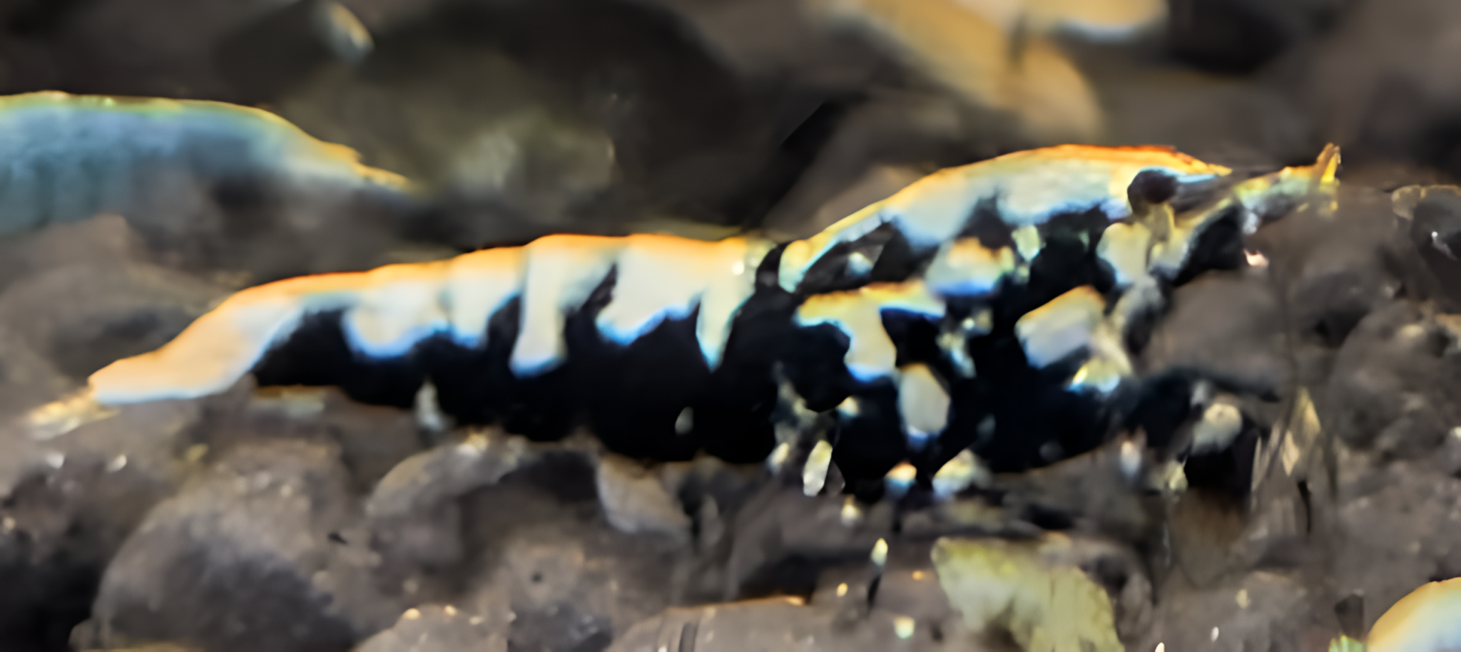 Updated 2025: Boa Caridina Shrimp Grading Guide - Rare Shrimp