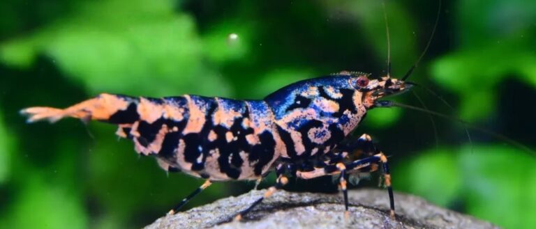 Updated 2025: Boa Caridina Shrimp Grading Guide - Rare Shrimp