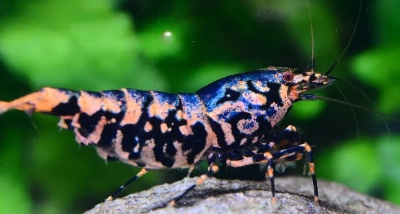 Grading Guide - Rare Shrimp
