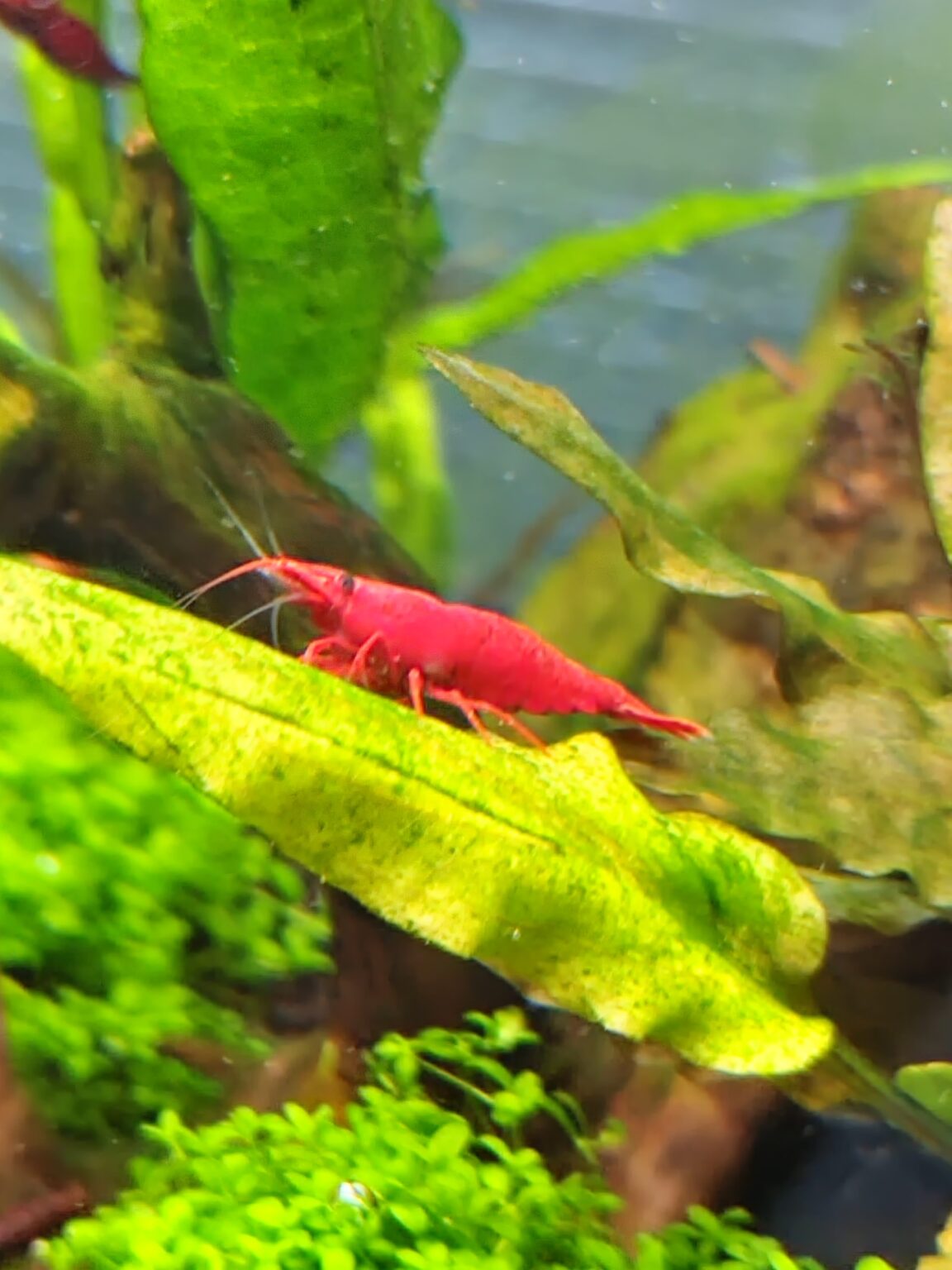 Neocaridina Fire Red Shrimp pH Requirements - Rare Shrimp