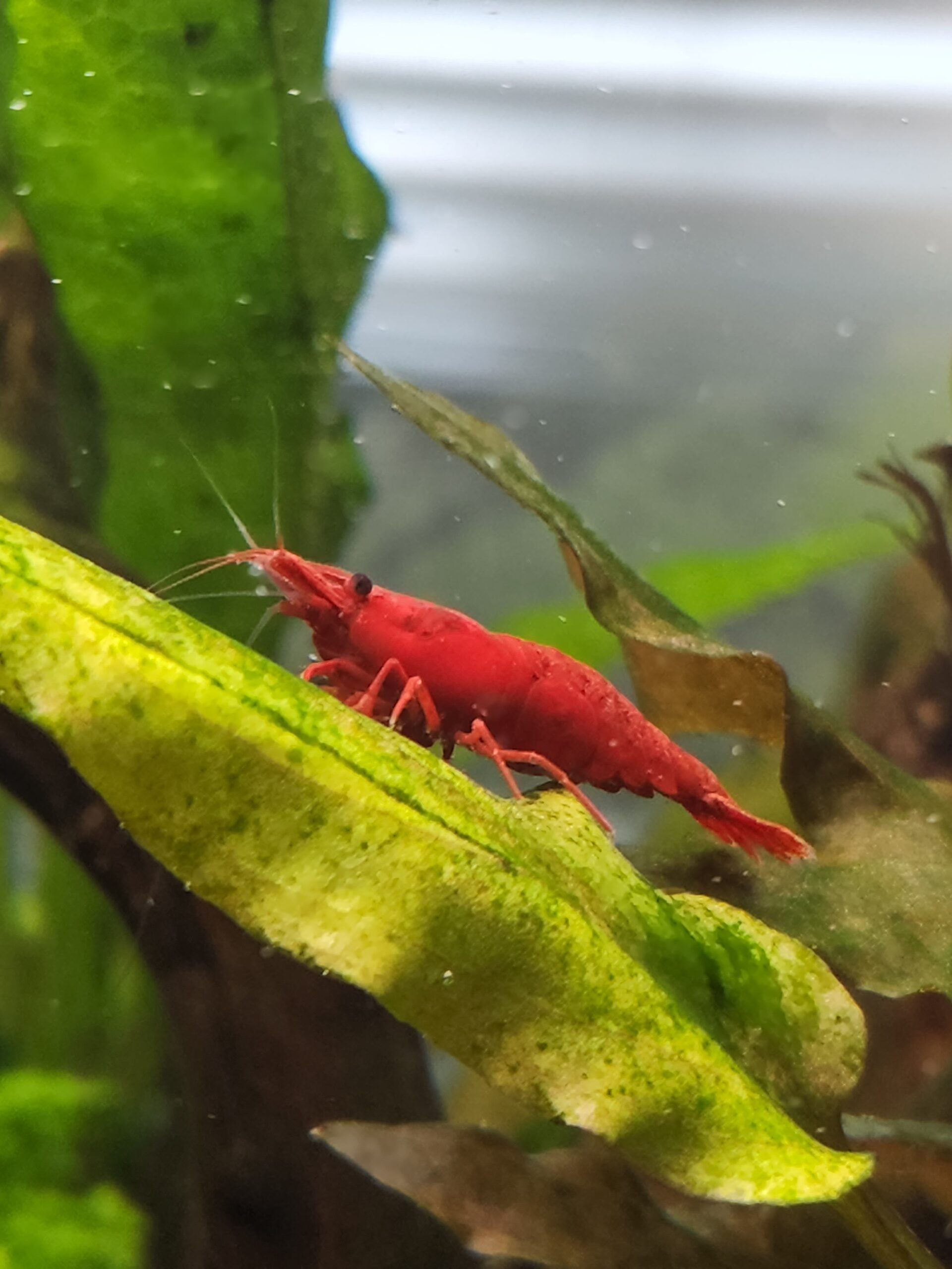 Neocaridina Fire Red Shrimp Ideal Temperature Requirements - Rare Shrimp