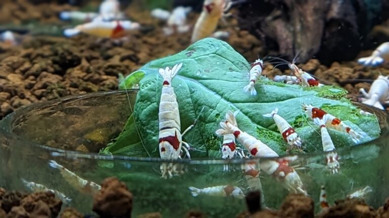 Crystal Red Shrimp (CRS) and Crystal Black Shrimp (CBS) Grading Guide ...