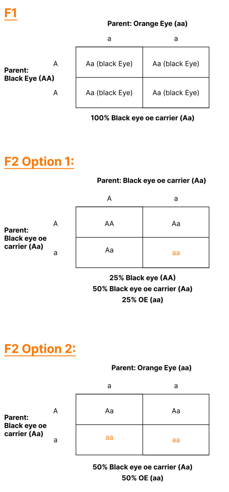 Orange Eye Shrimp Genetic Inheritance - Rare Shrimp