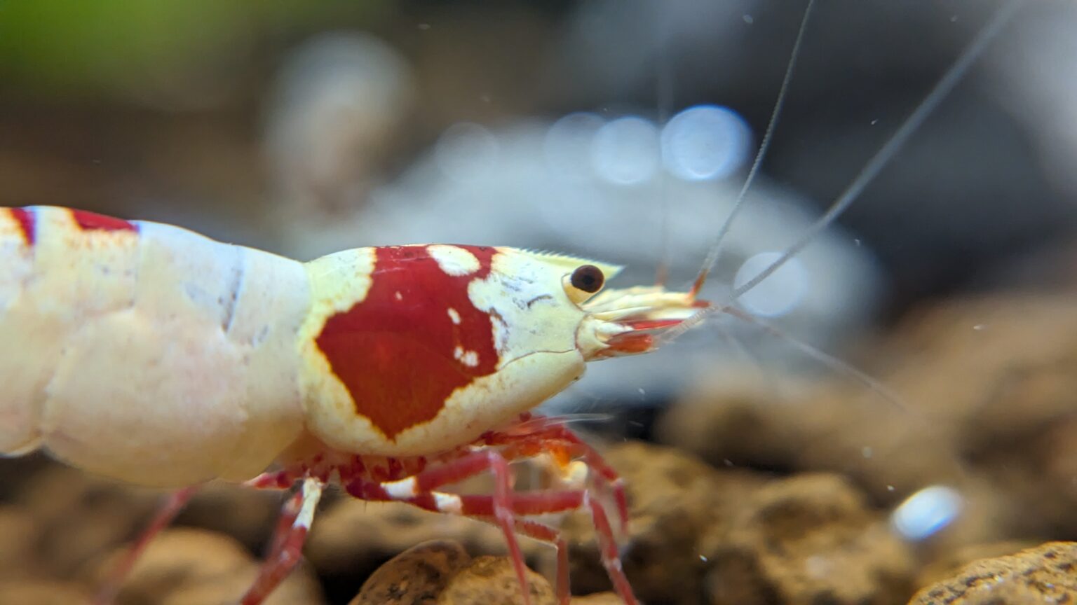 Crystal Red Shrimp (CRS) and Crystal Black Shrimp (CBS) Grading Guide ...