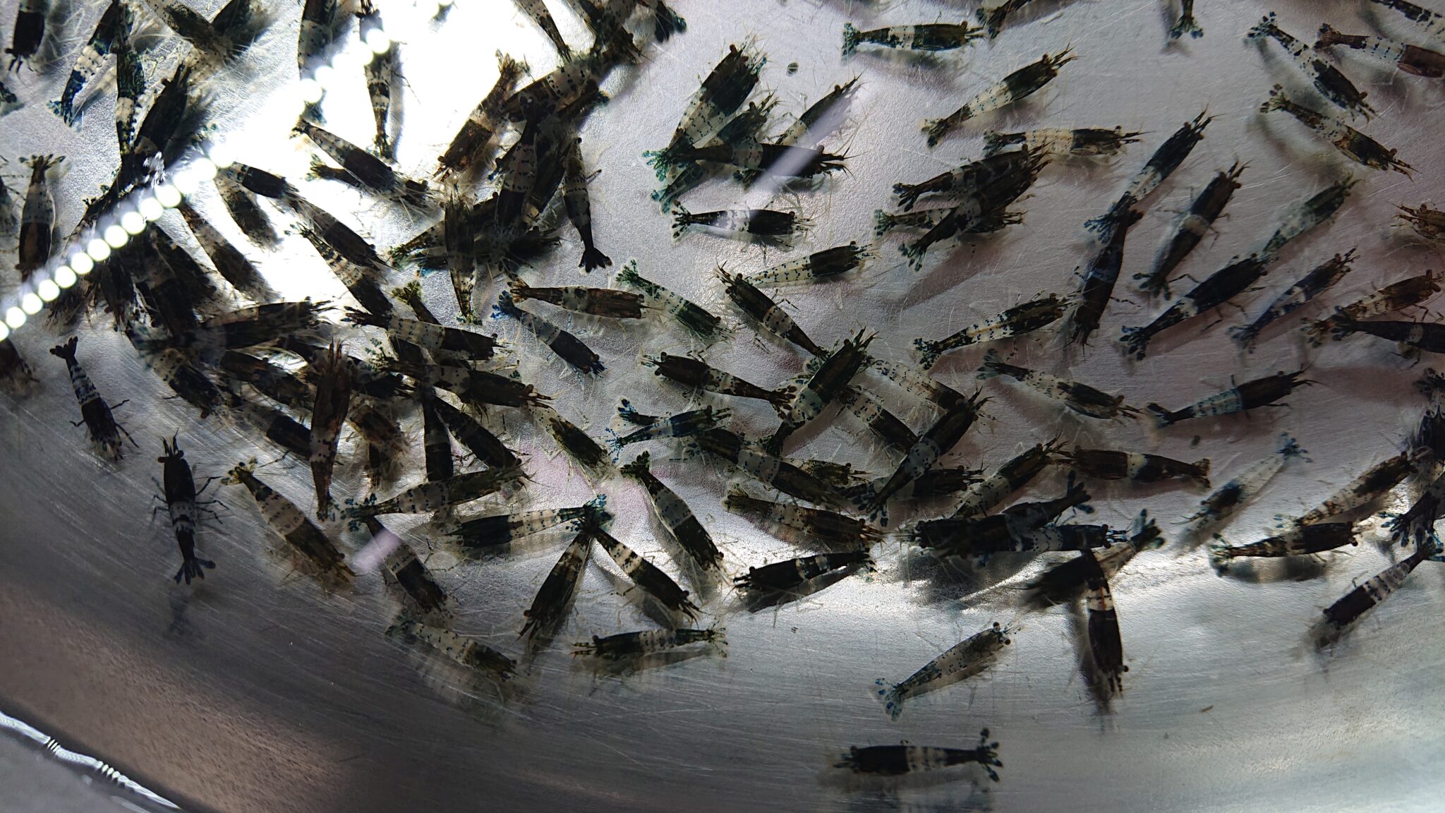 Neocaridina Black Rili Shrimp pH Requirements - Rare Shrimp