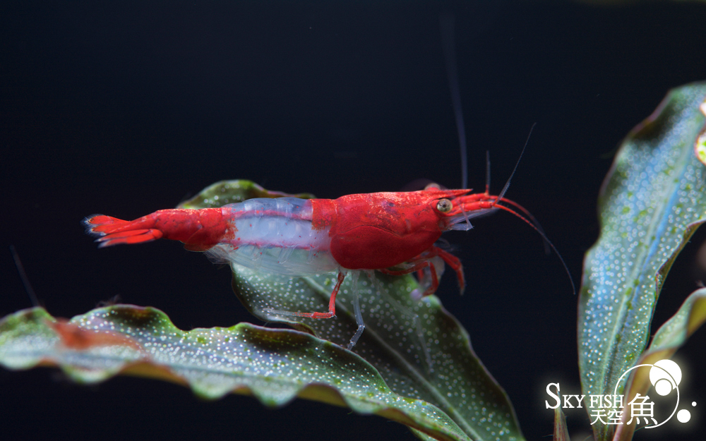 Neocaridina Red Rili Ideal Temperature Requirements - Rare Shrimp